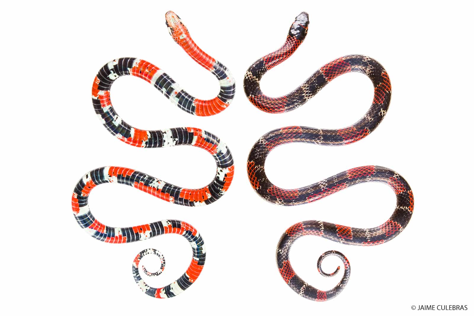 Snakes Mashpi Lodge Snakes Mashpi Lodge